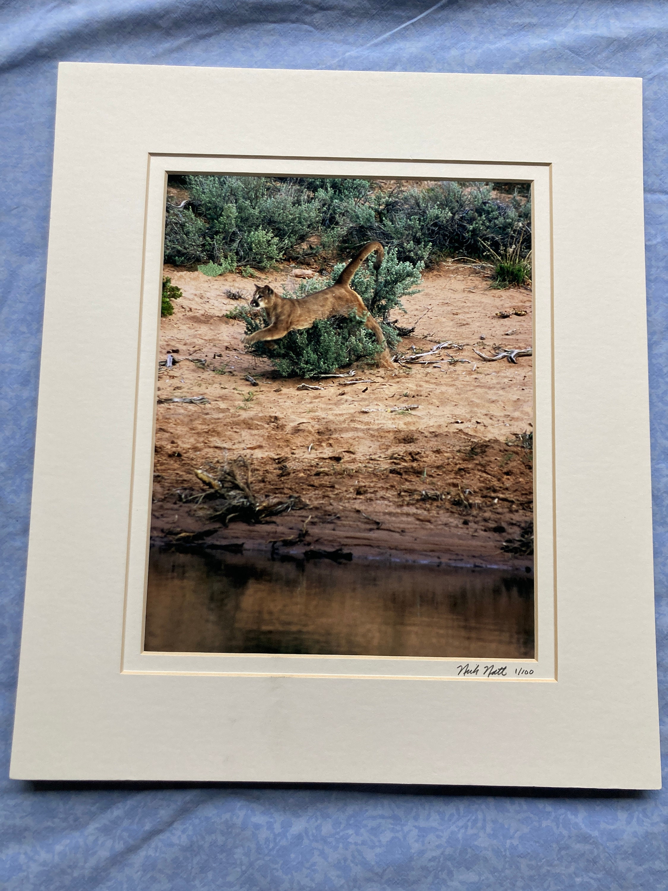 Pair of Nick Nott Limited Edition Wildlife Photographs Matted, Signed ...