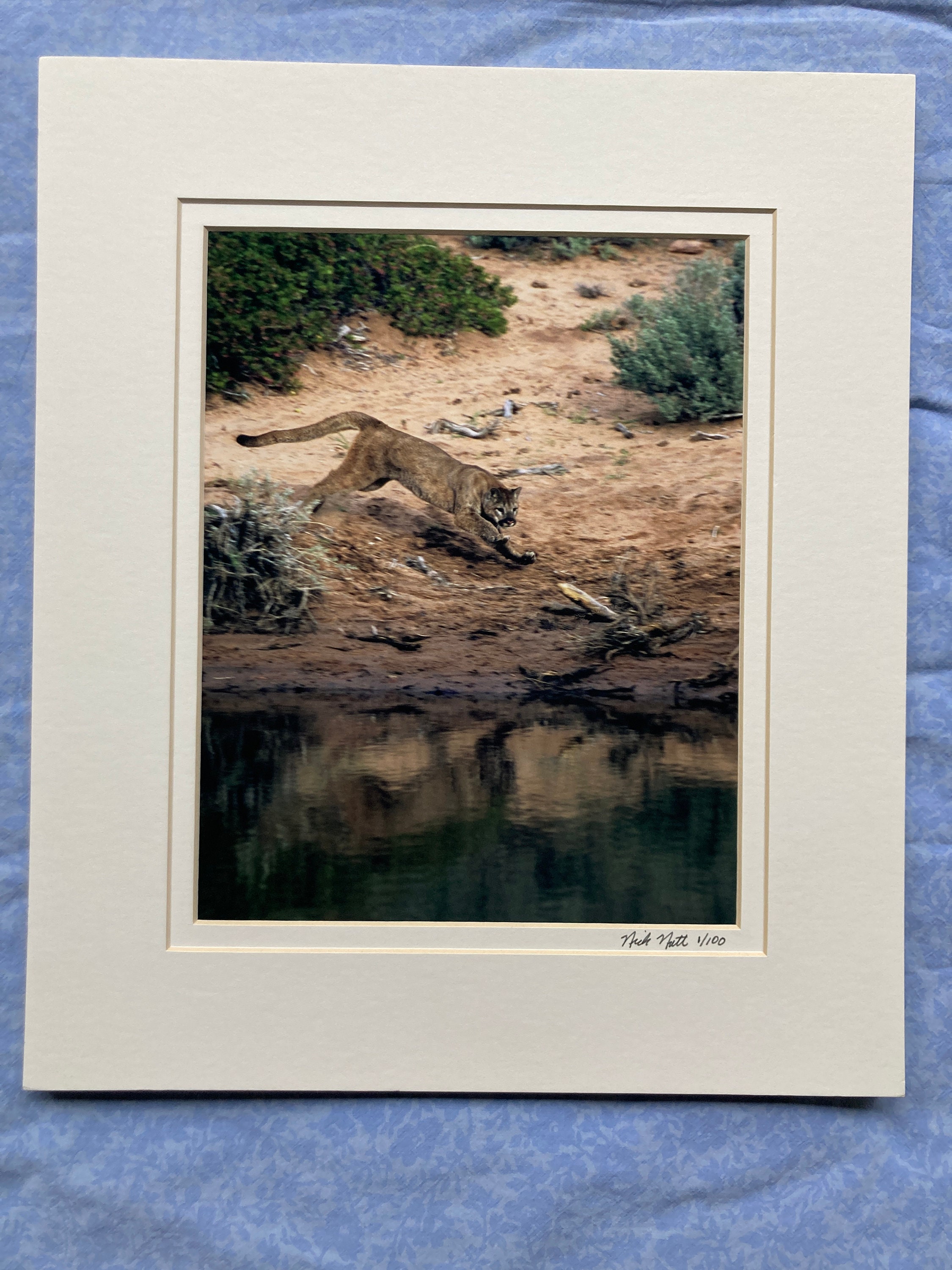 Pair of Nick Nott Limited Edition Wildlife Photographs Matted, Signed ...