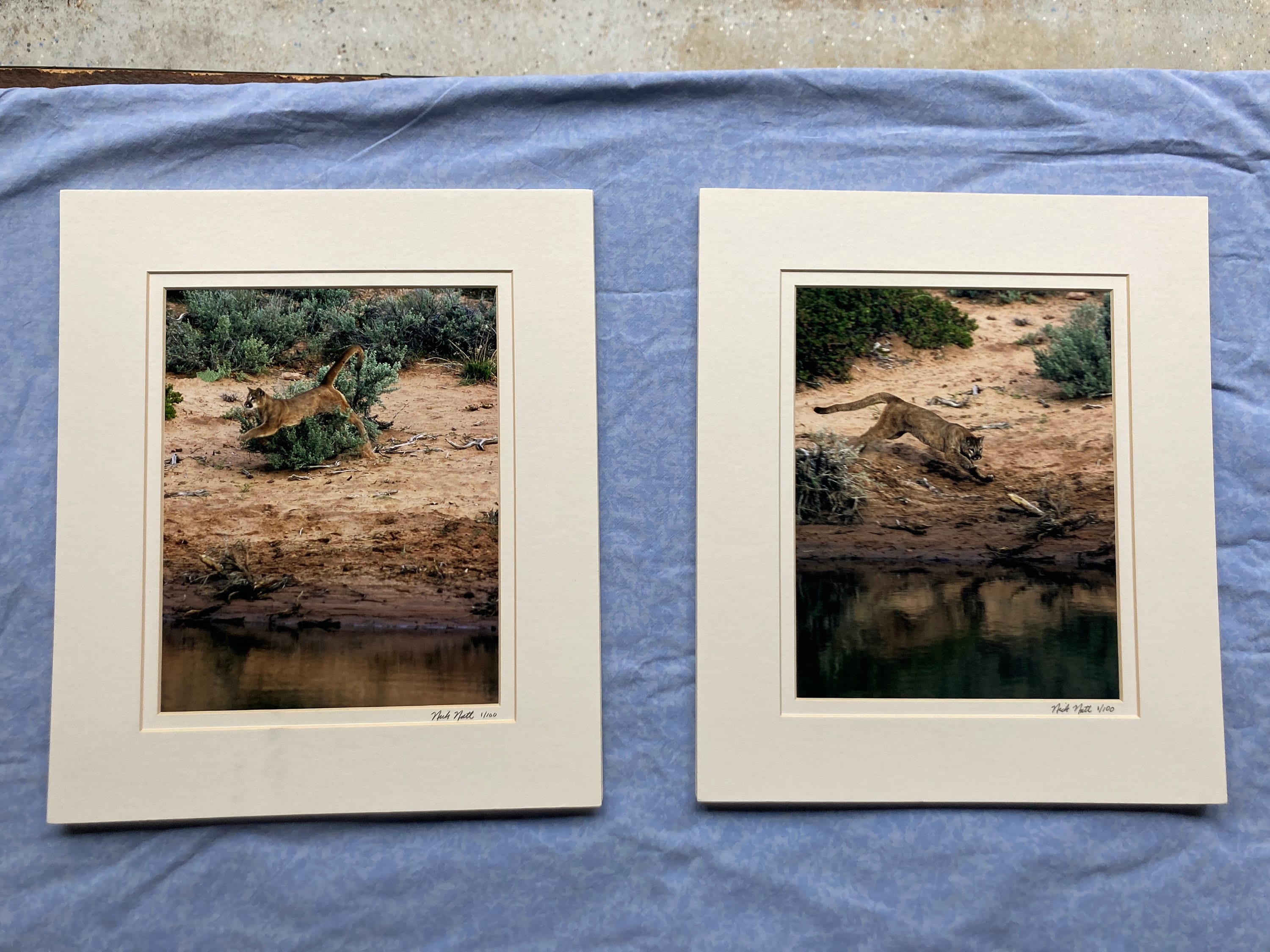 Pair of Nick Nott Limited Edition Wildlife Photographs Matted, Signed ...