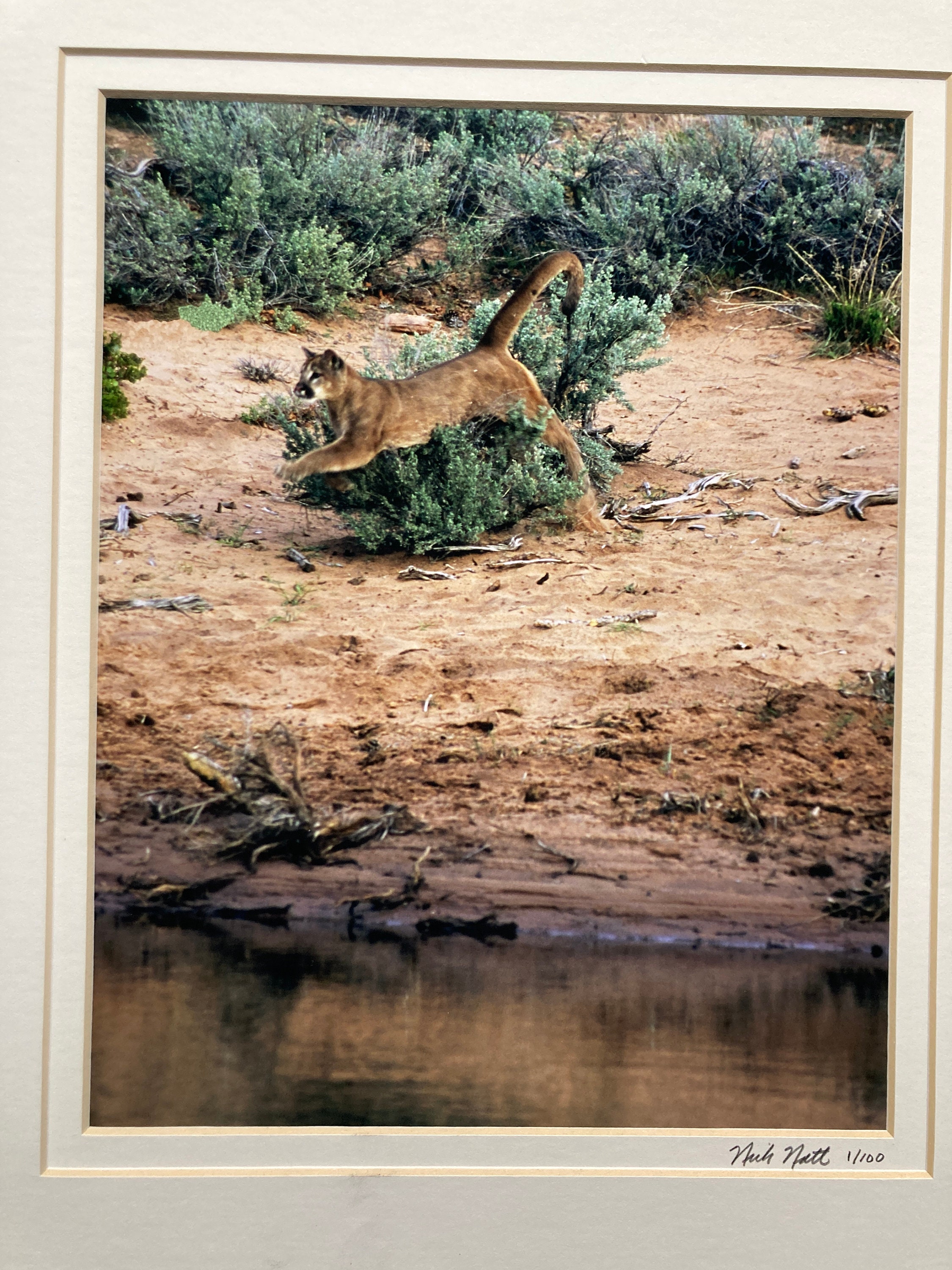 Pair of Nick Nott Limited Edition Wildlife Photographs Matted, Signed ...
