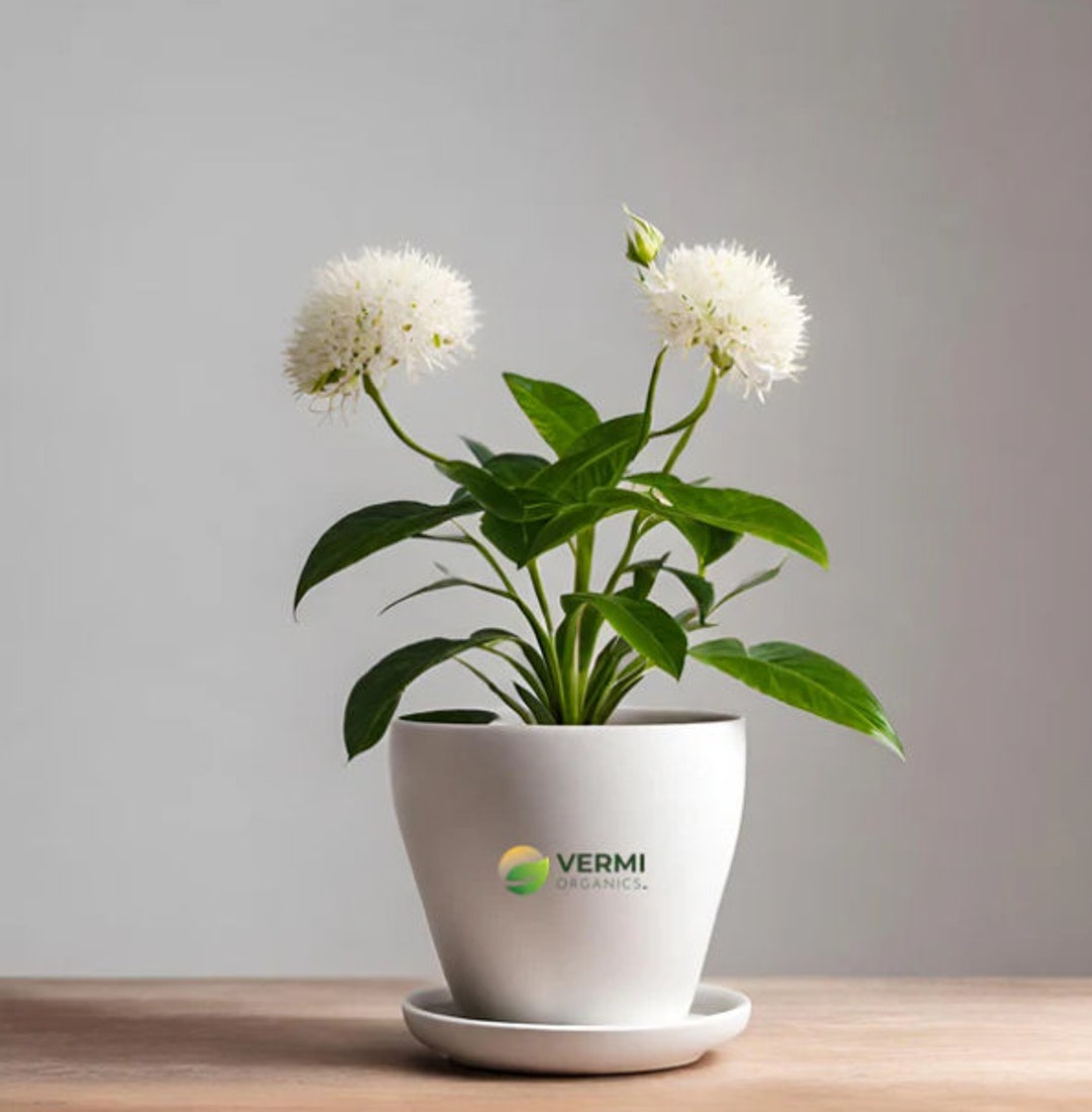 Flower of West Bengal, Parijatak, Harshringar Plant - Etsy