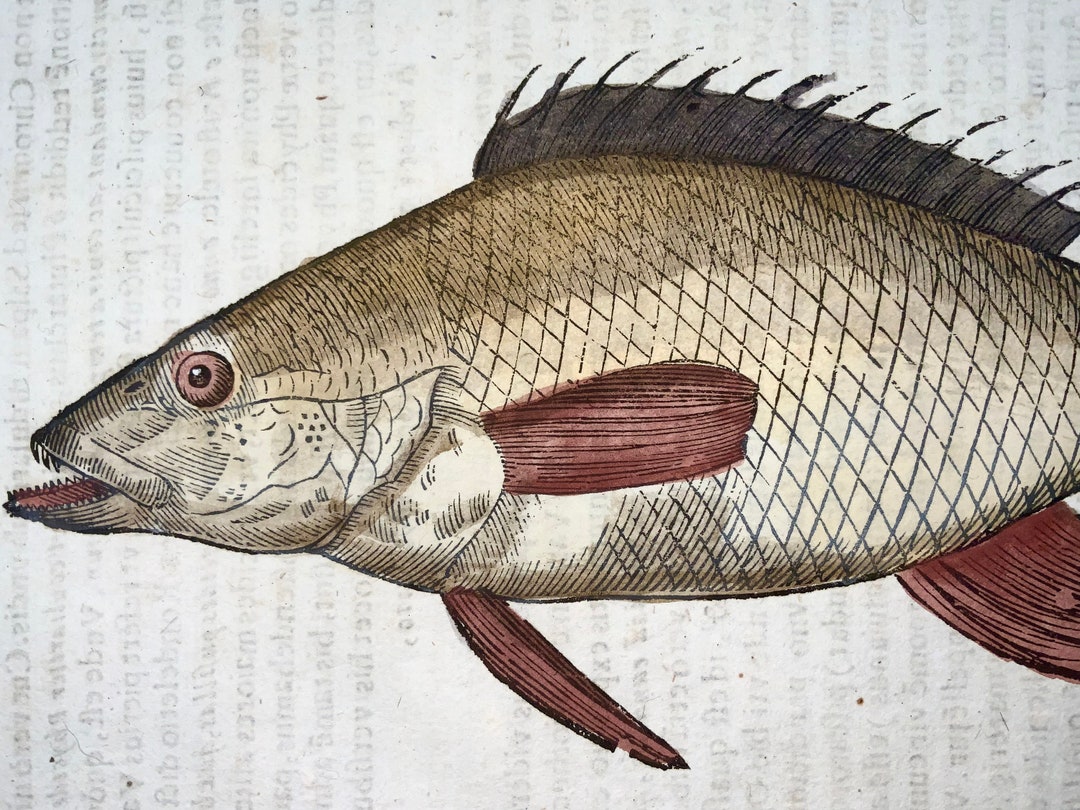 1638 Phylis Salviani, Forkbeard Fish, Aldrovandi, Large Folio Woodcut ...