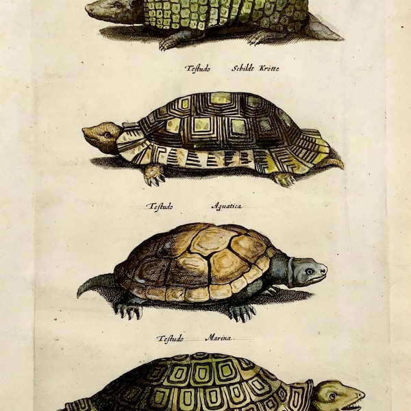 Tortoise Print - Etsy UK