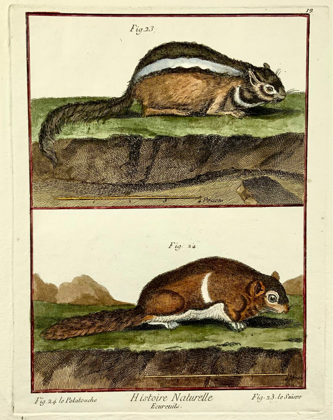 1780 C Flying Squirrels, Mammals, Diderot Quarto Edition, Hand Coloured ...