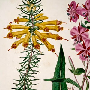 1805 Erica, Rose Bay, Rare Syd. Edwards, Quarto, Practical Gardening ...