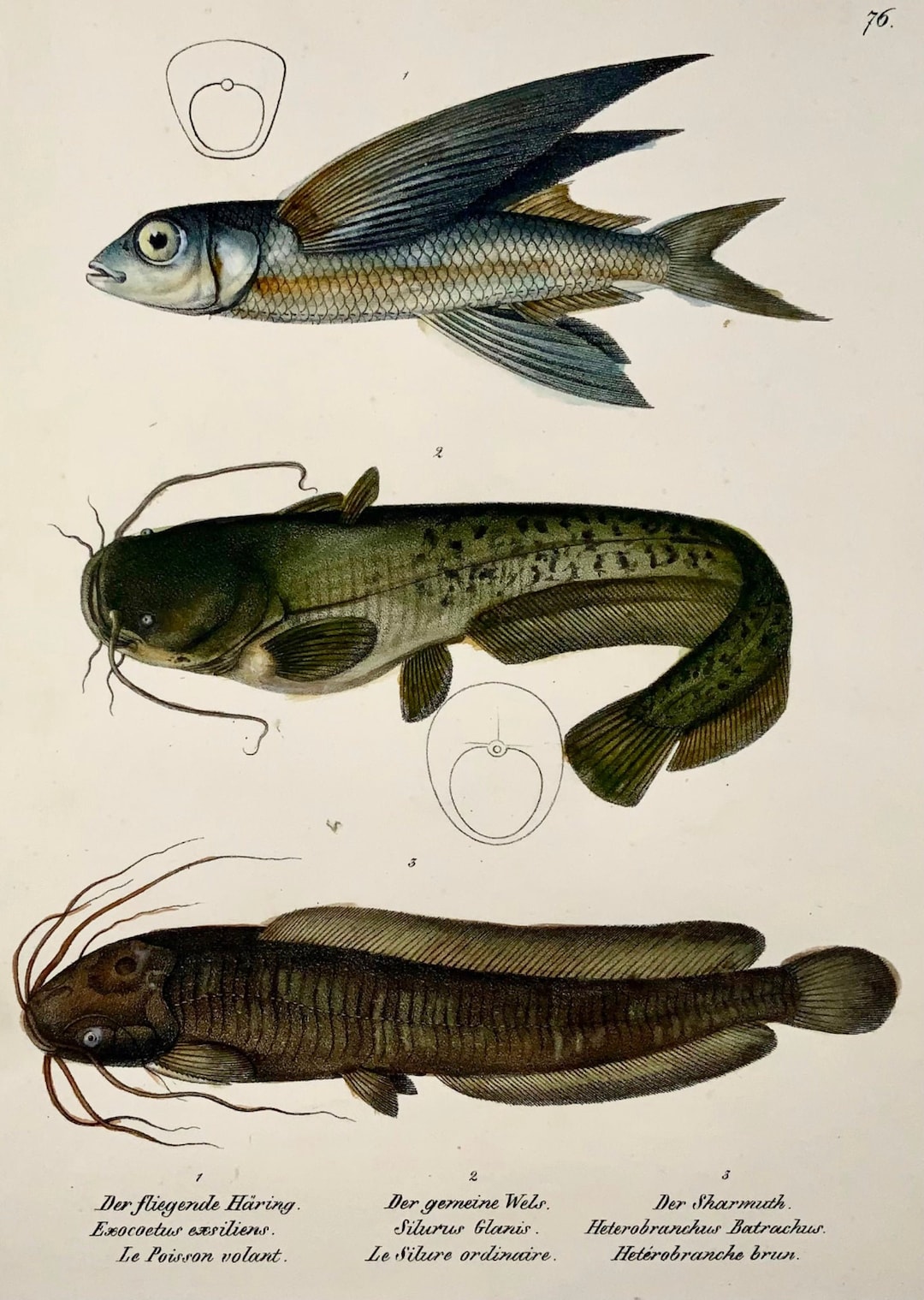 1833 Flying Fish, Catfish, H. Schinz (b. 1777) Folio, Handcoloured ...