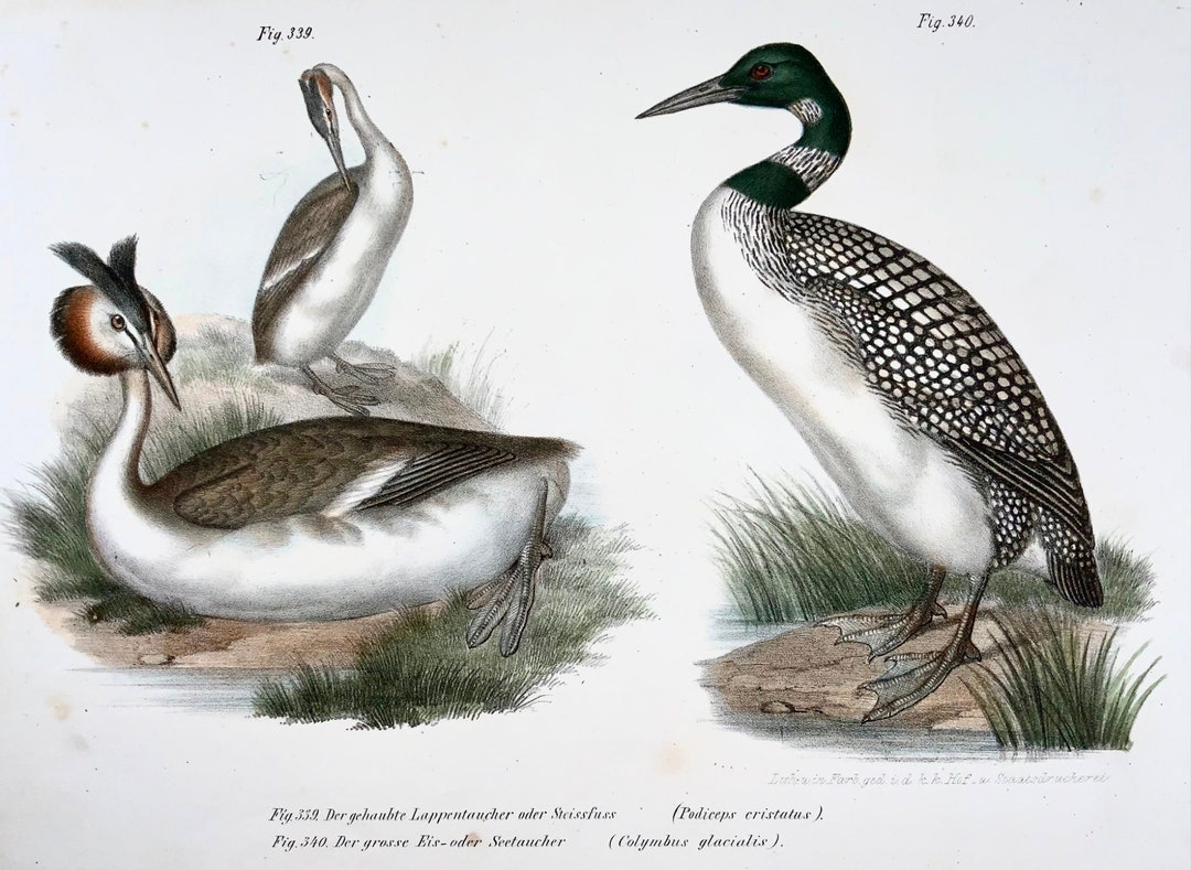 1860 Grebe, Loon, Fitzinger, Colour Lithograph With Hand Finish ...