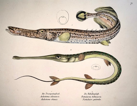 Trumpet Fish Drawing