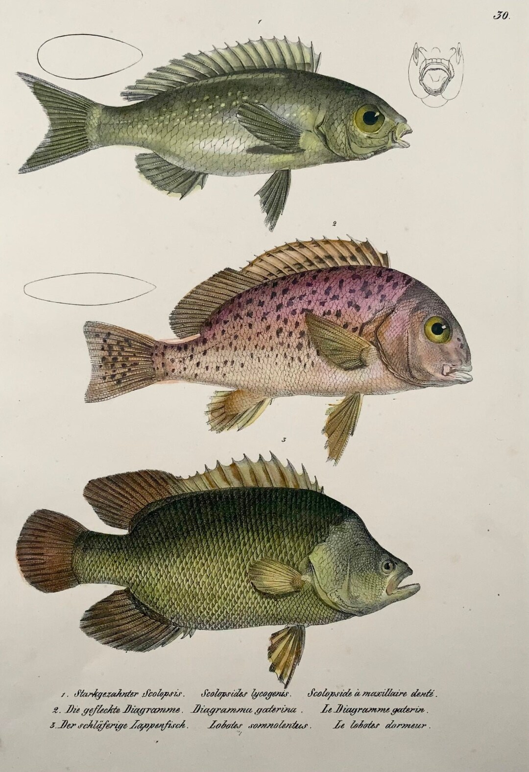 1833 Australian Slatey, Sweetlips, Fish, Schinz, Folio, Handcoloured ...