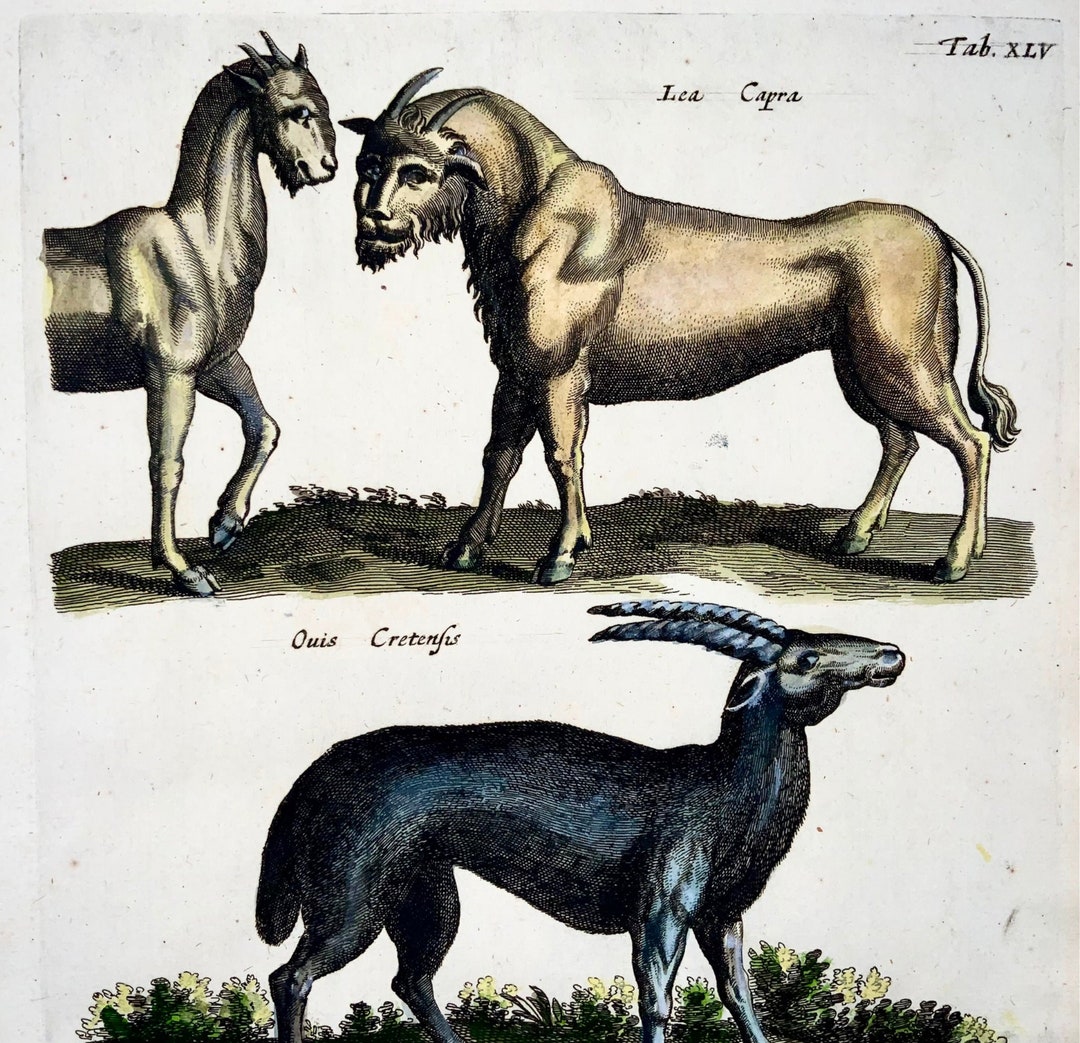 1657 Giraffe, Mythical Creatures, Matt Merian, Folio, Hand Coloured ...