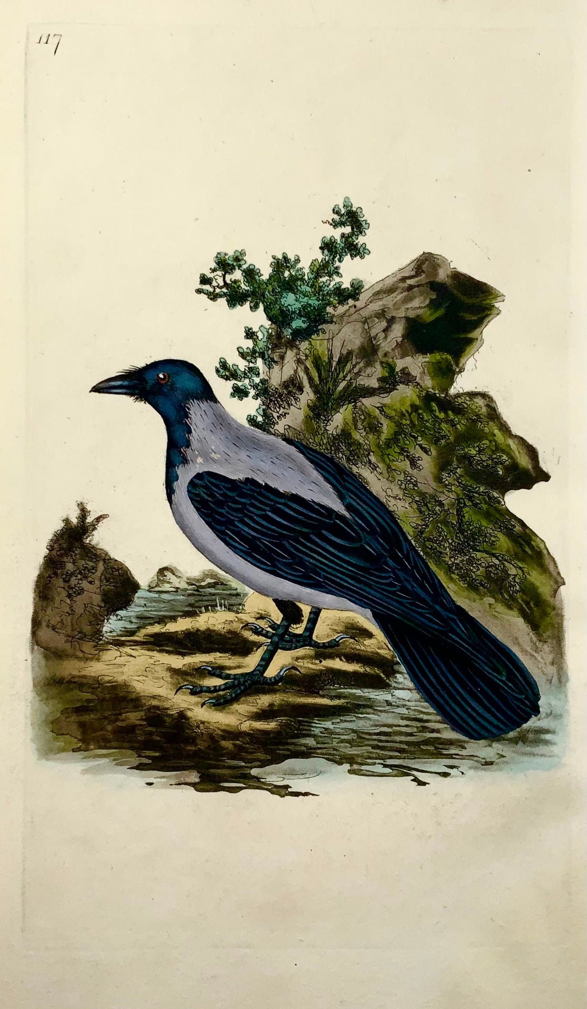 1794 Hooded Crow, Edward Donovan, Ornithology, Fine Hand Coloured ...