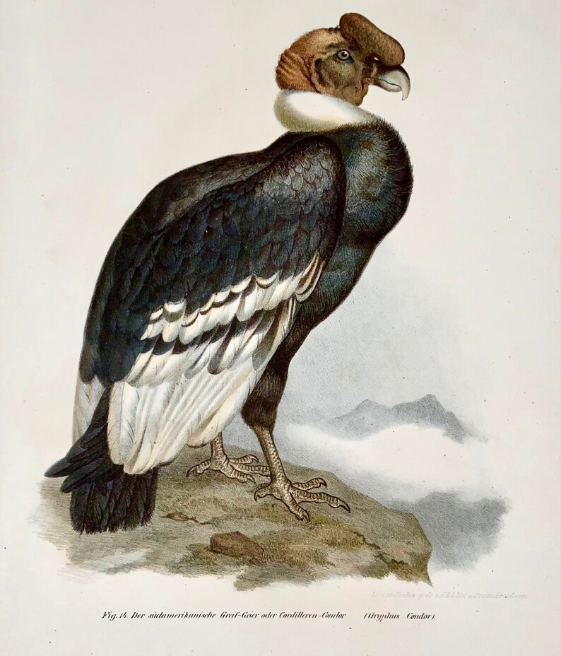 1860 Condor Vulture, Fitzinger, Colour Lithograph With Hand Finish ...