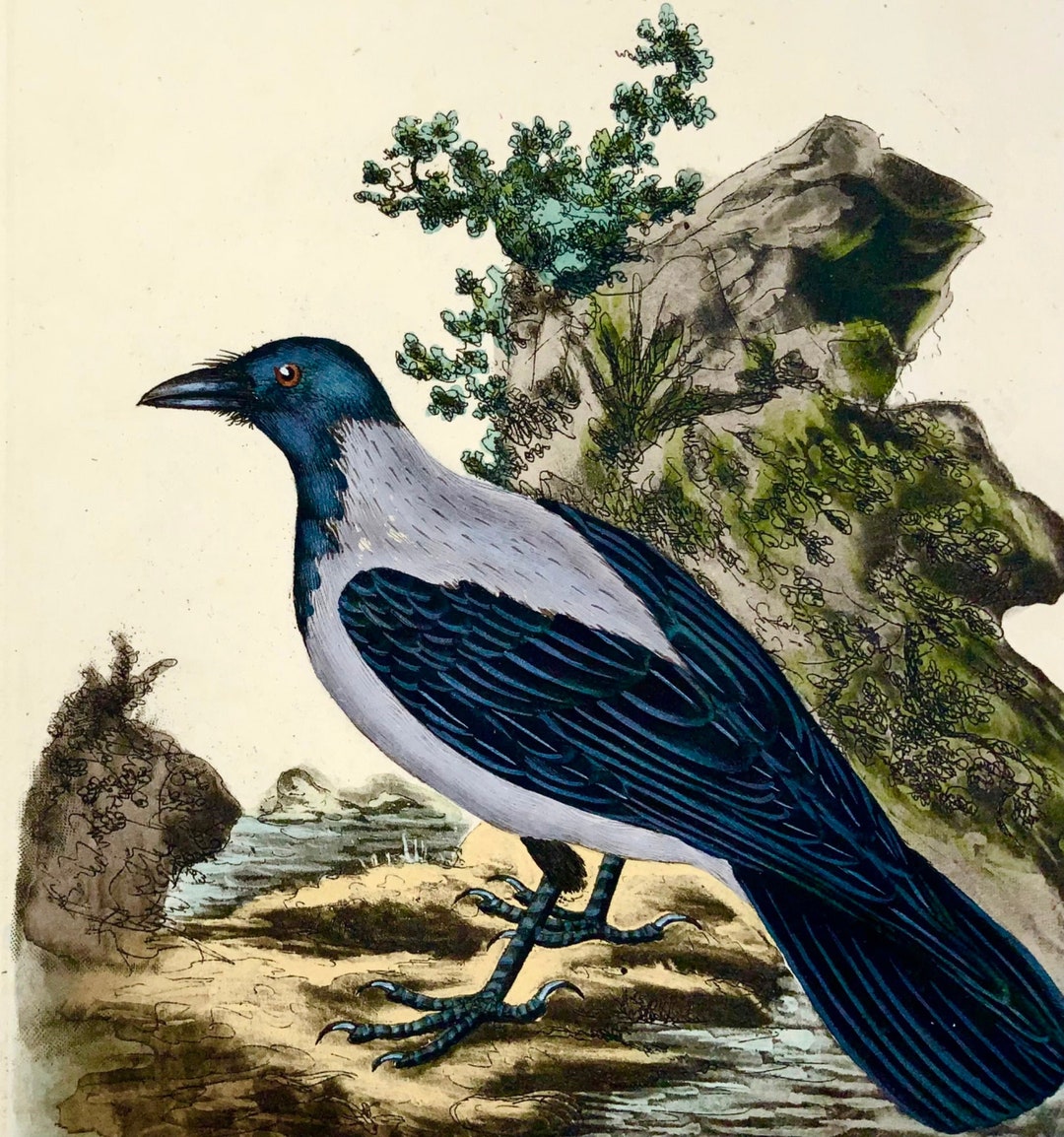 1794 Hooded Crow, Edward Donovan, Ornithology, Fine Hand Coloured ...