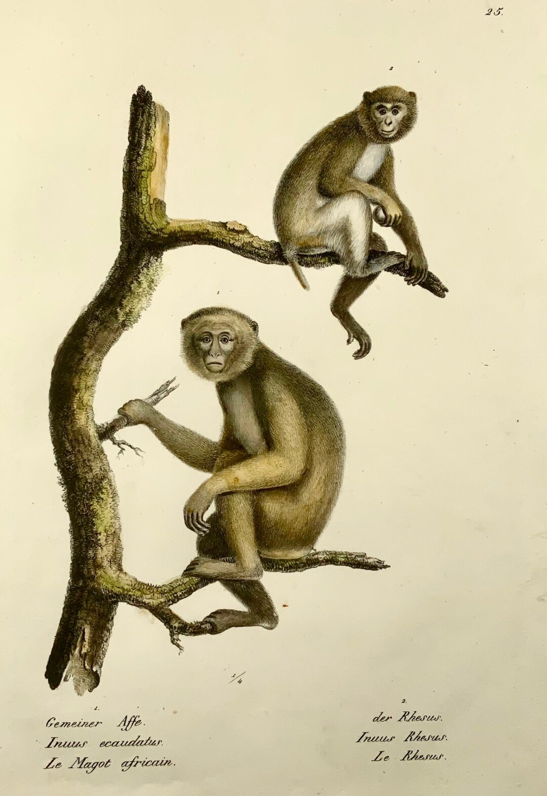 1824 Common Apes, Mammals, K.J. Brodtmann Hand Colored Folio Lithograph ...