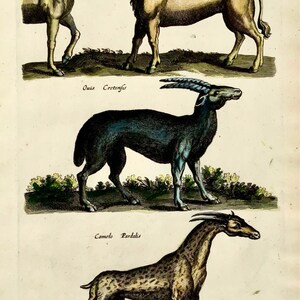 1657 Giraffe, Mythical Creatures, Matt Merian, Folio, Hand Coloured ...