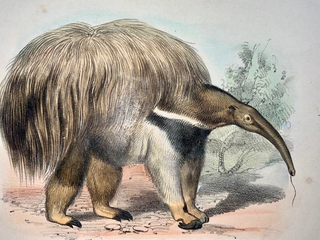1864 Anteater, Sloth, Quarto Hand Colored Stone Lithograph, Mammals - Etsy