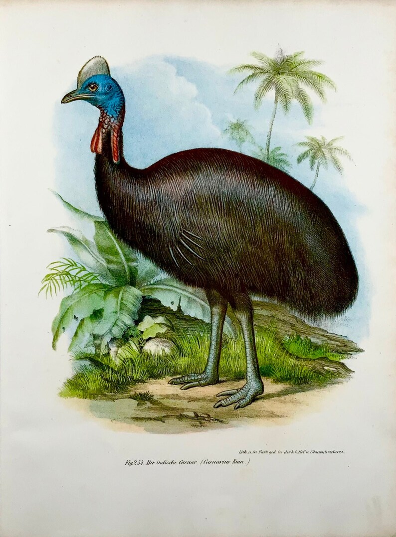 1860 CASSOWARY Bird - Fitzinger FOLIO Colour Lithograph With Hand ...