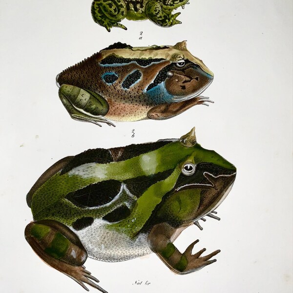 Antique Frog Print - Etsy