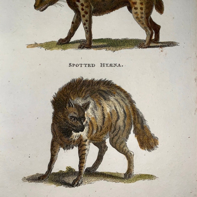 Hanging Hyena - Etsy