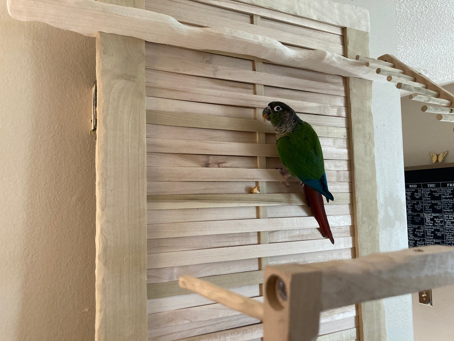 Large Wall Playground Play Stand for Small to Medium Birds Wall Perch ...