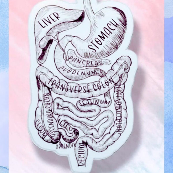 Human Anatomy Sticker - Etsy