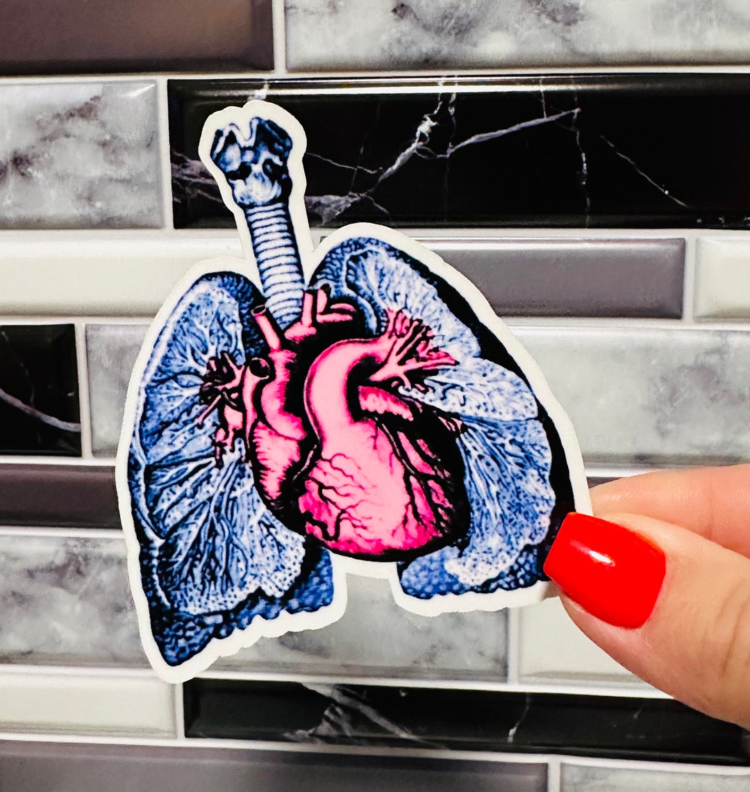 Lung Anatomy Sticker/for Medical Students/study Guide Stickers - Etsy