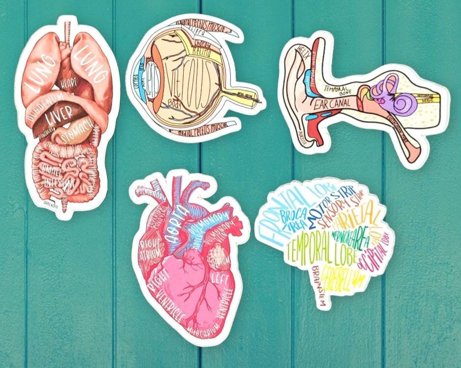 Nursing Medical Stickers/anatomy Sticker / Student Nurse or - Etsy