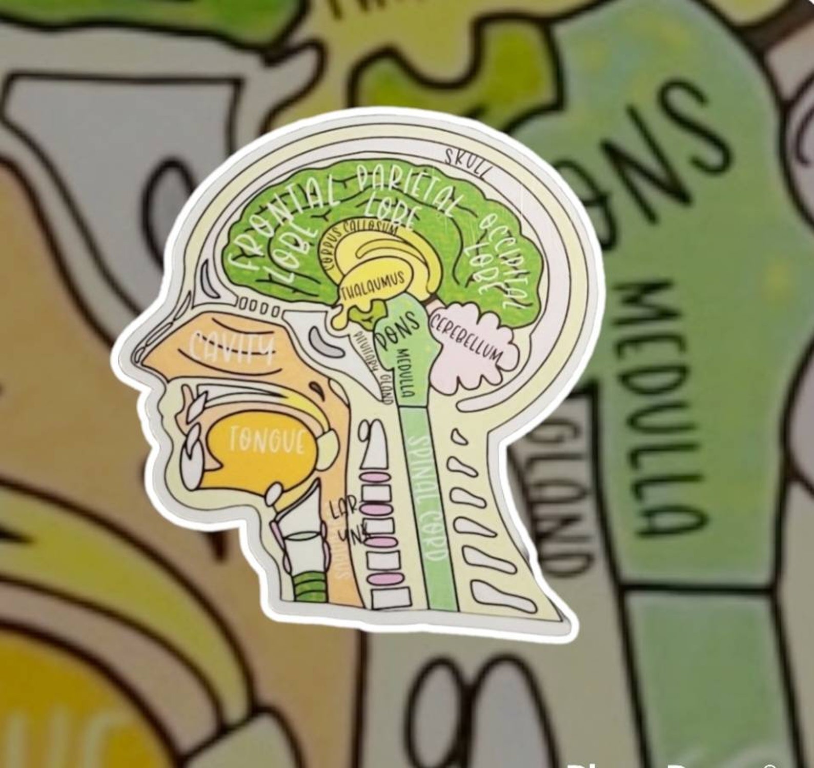 BRAIN Anatomy Sticker / Anatomical Stickers/ Medical Nursing - Etsy