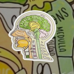 BRAIN Anatomy Sticker / Anatomical Stickers/ Medical Nursing - Etsy