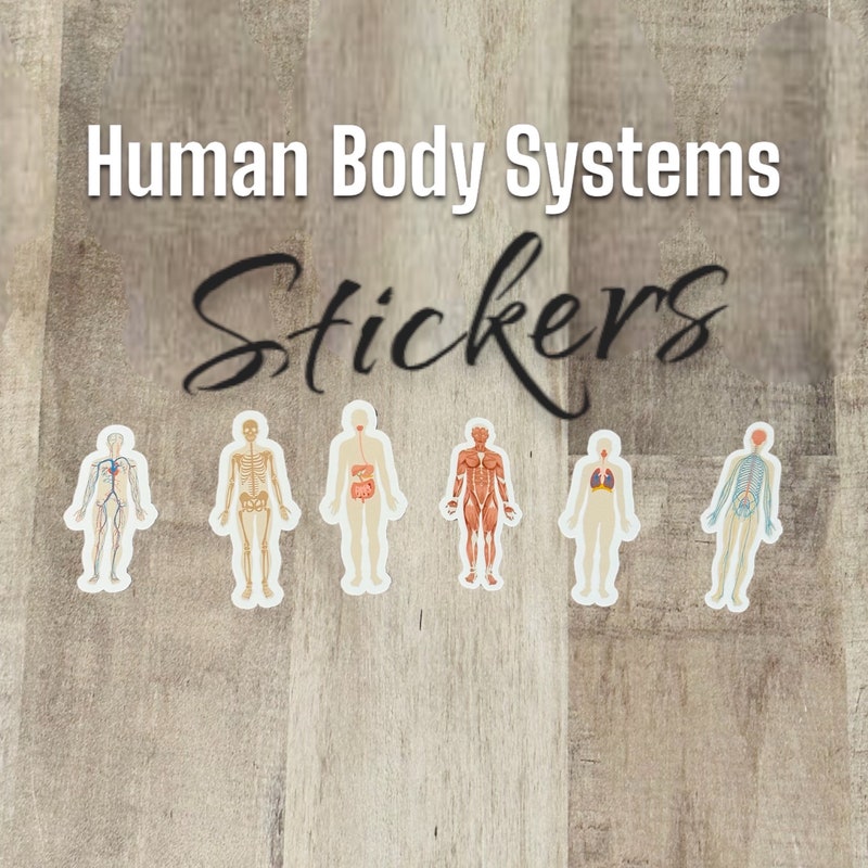 Anatomical Body Stickers - Etsy