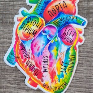 Heart Anatomy / Anatomical Science Sticker/ Medical Nursing Student ...