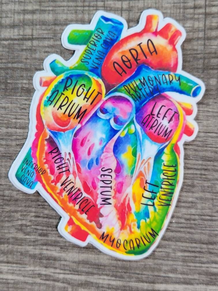 Heart Anatomy / Anatomical Science Sticker/ Medical Nursing - Etsy