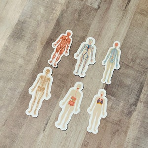 Medical Stickers/human Body Organs System/for Medical Students Study ...