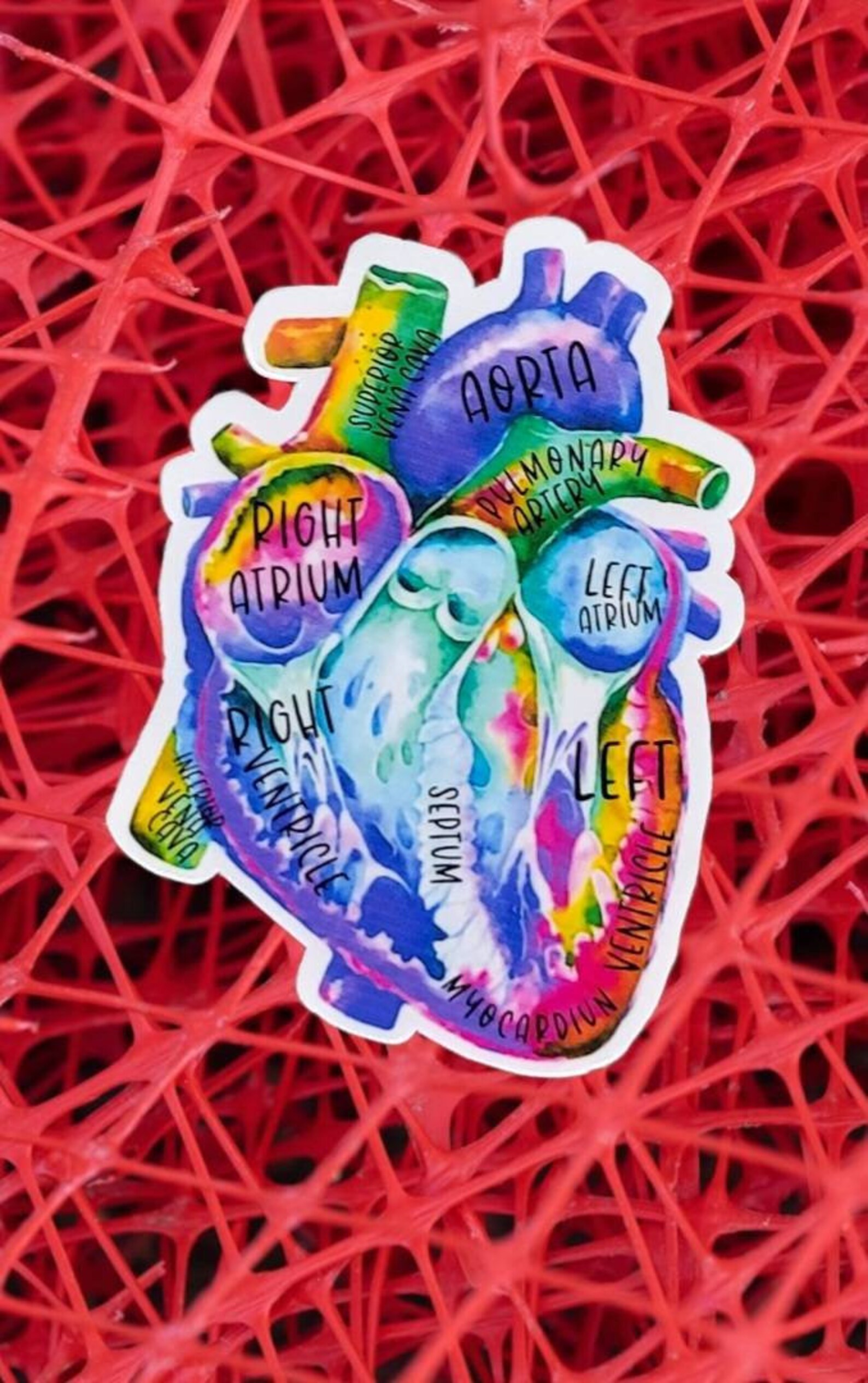 Medical Heart Sticker /anatomy / Anatomical Science Sticker/ - Etsy