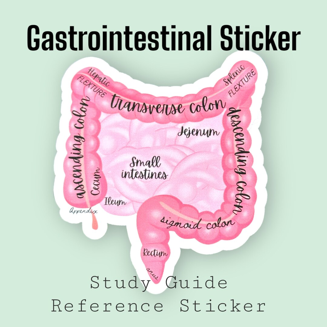 Anatomical Intestine Sticker/ Labeled Vinyl Sticker/for Nurses - Etsy