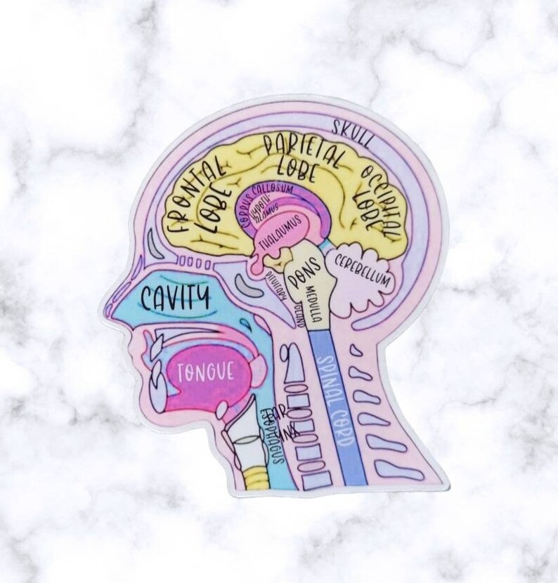 BRAIN Anatomy Sticker / Anatomical Stickers/ Medical Nursing - Etsy