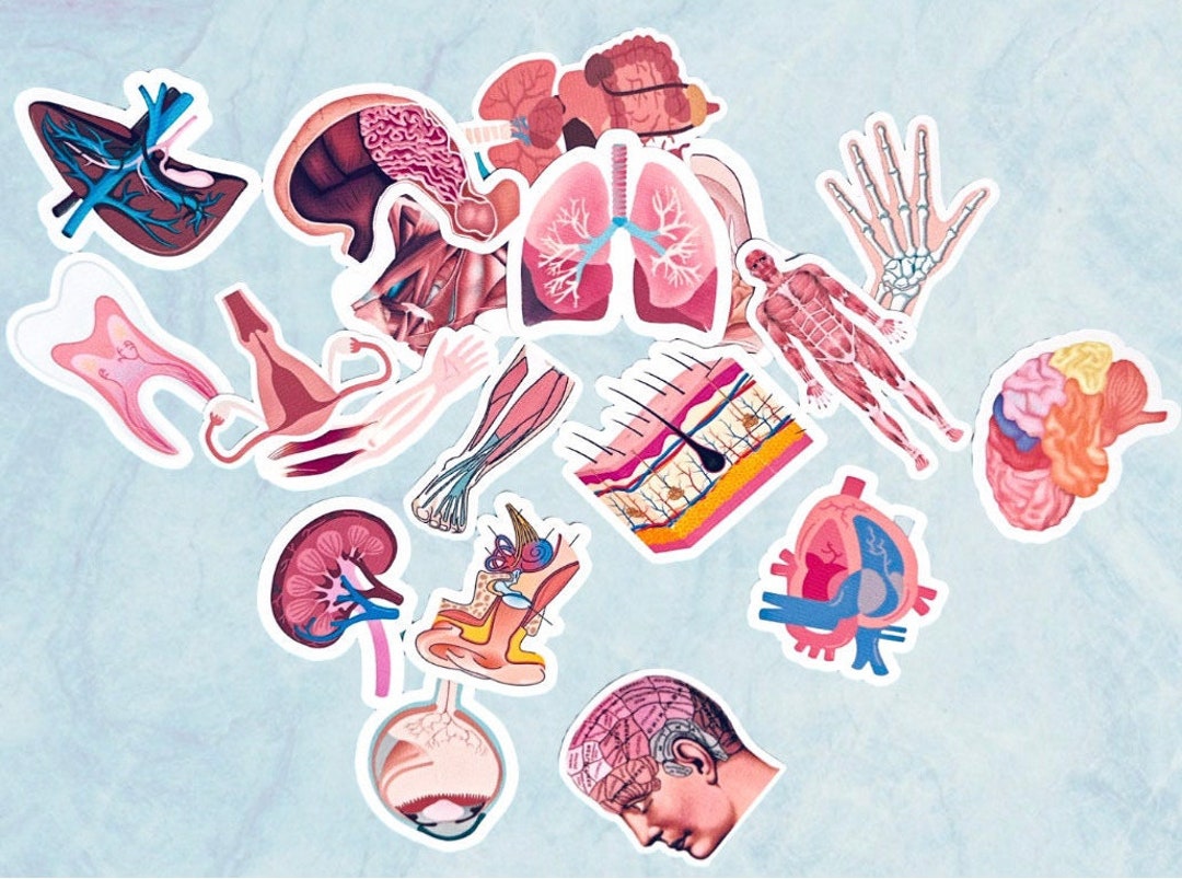 20 Mini Pastel Human Anatomy Organs/ Study Guide Stickers/body Organs ...