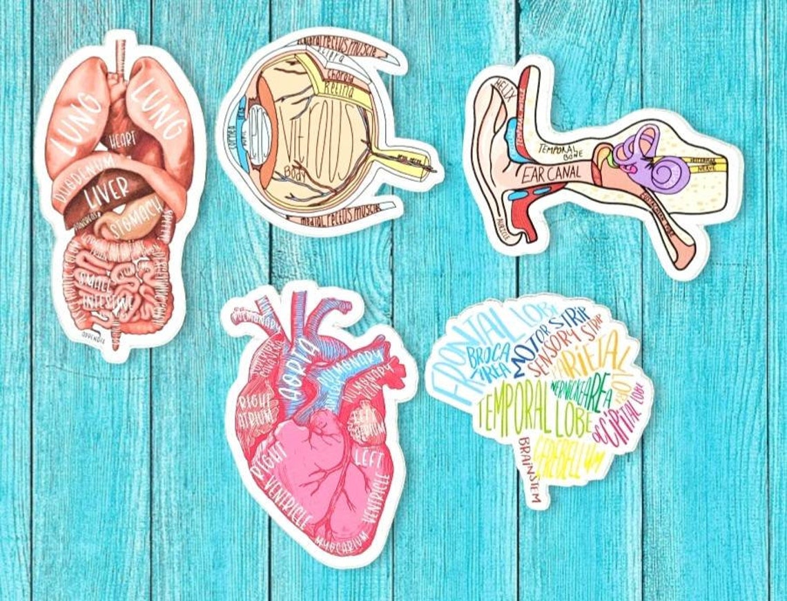 Nursing Medical Stickers/anatomy Sticker / Student Nurse or - Etsy