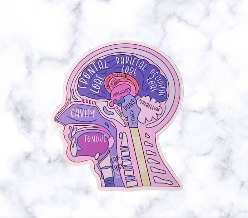 BRAIN Anatomy Sticker / Anatomical Stickers/ Medical Nursing - Etsy