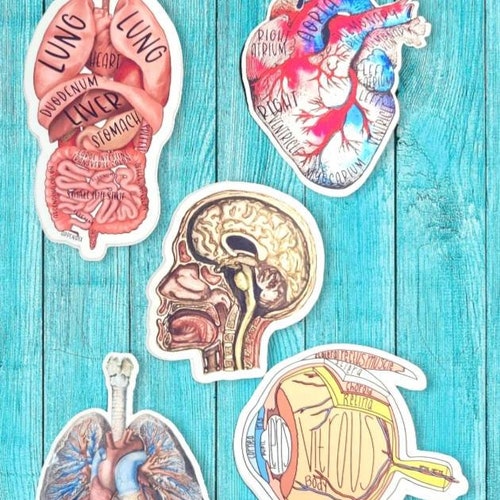 Nursing Medical Stickers/anatomy Sticker / Student Nurse or - Etsy