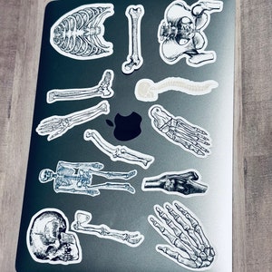 Human Anatomy Sticker Set/ Skeleton Bone Stickers/ Human Anatomy ...