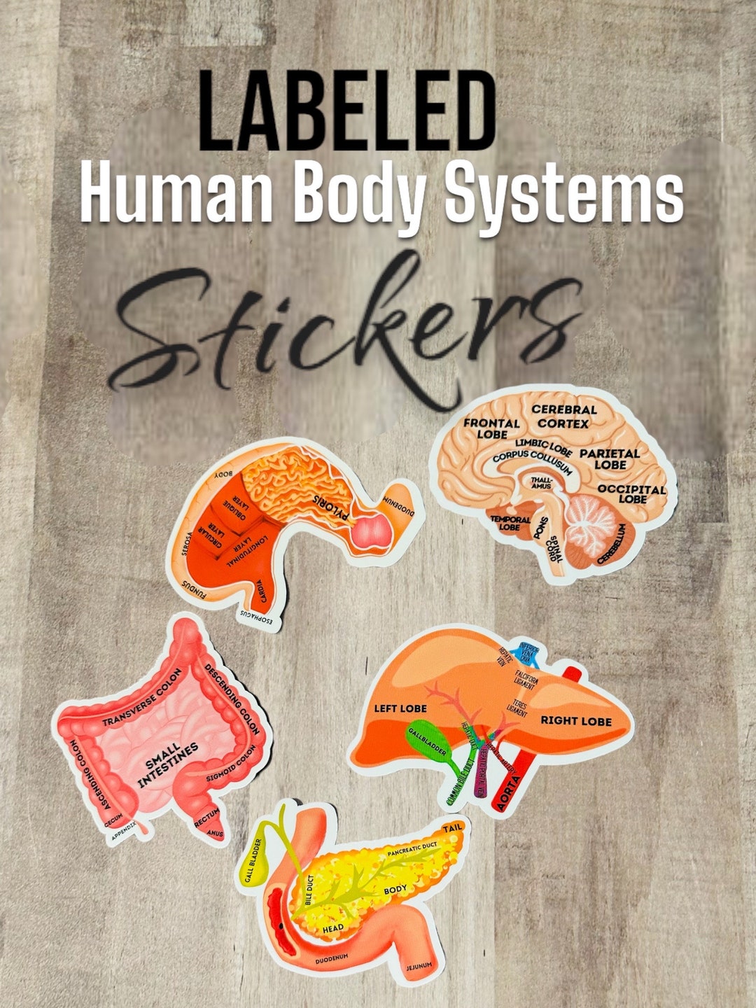 Anatomy Diagram Sticker/ Study Guide Vinyl Stickers/labeled Human ...