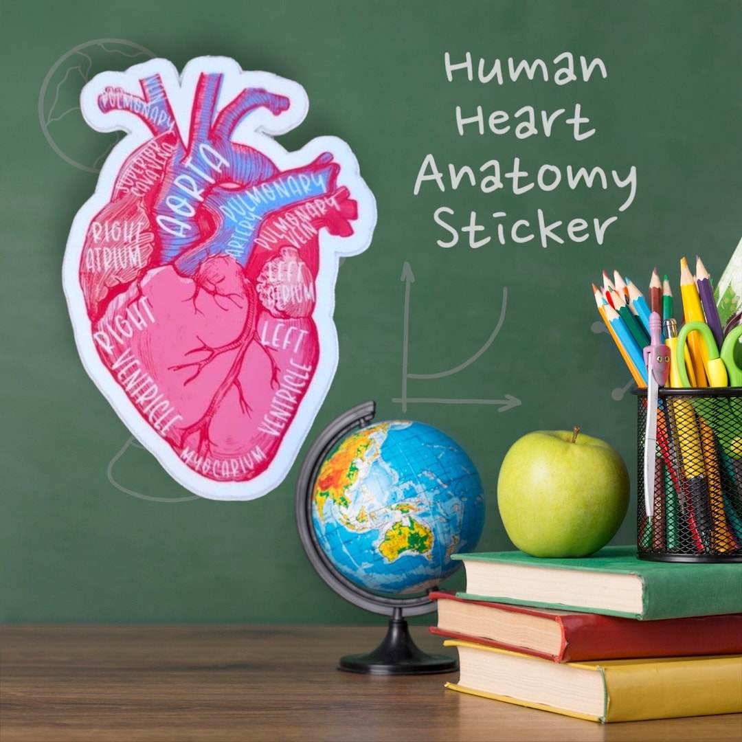 Human Heart Anatomy Sticker/ for Future Medical Nursing Students/ Study ...
