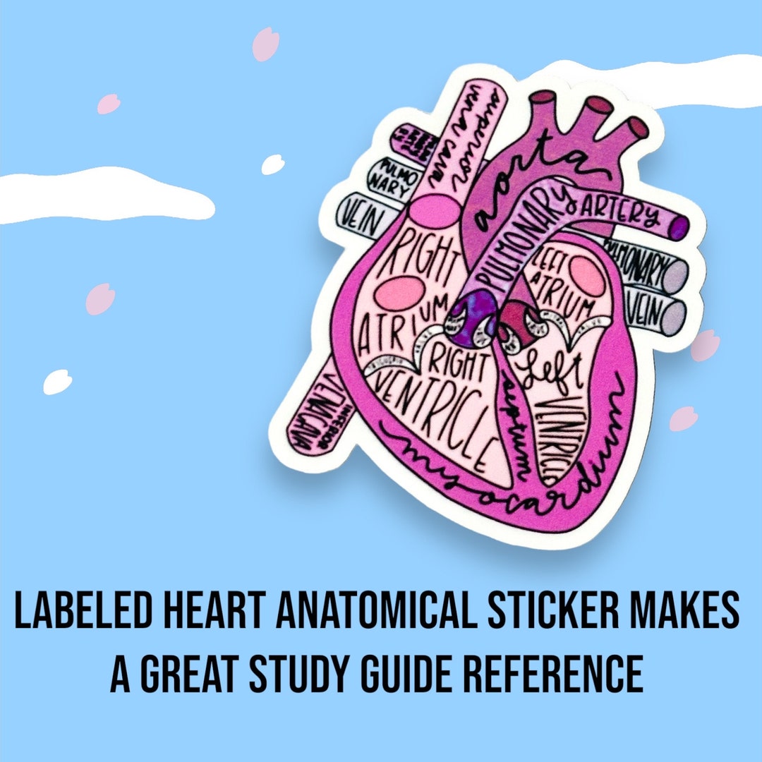Labeled Heart Anatomy Sticker/ for Student Study Guide/ Anatomical ...