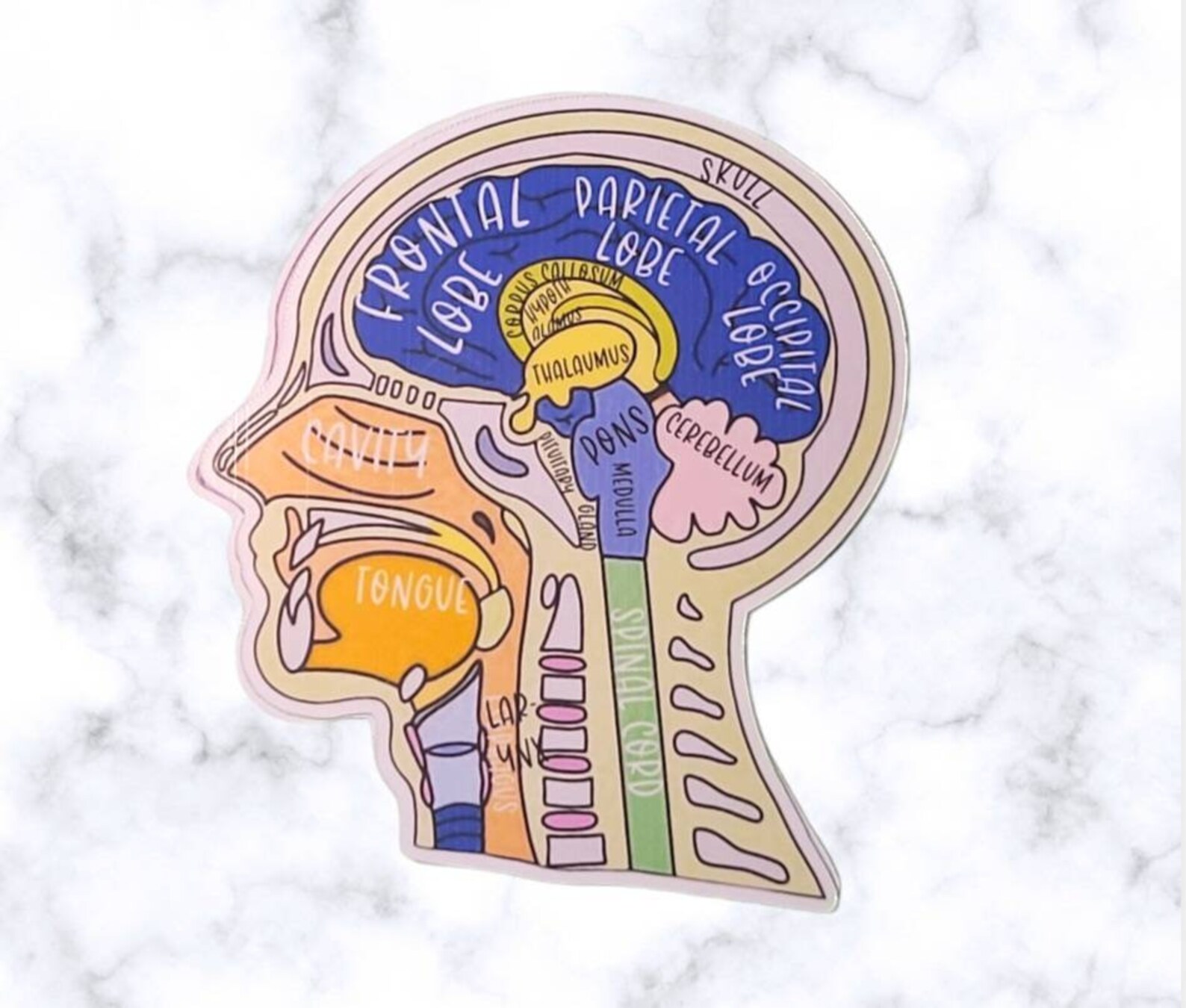 BRAIN Anatomy Sticker / Anatomical Stickers/ Medical Nursing - Etsy