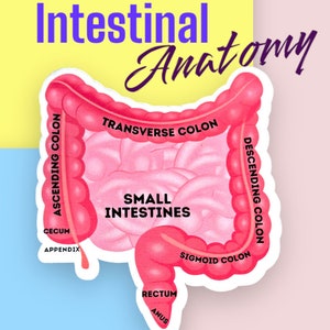 Anatomy Diagram Sticker/ Study Guide Vinyl Stickers/labeled Human ...