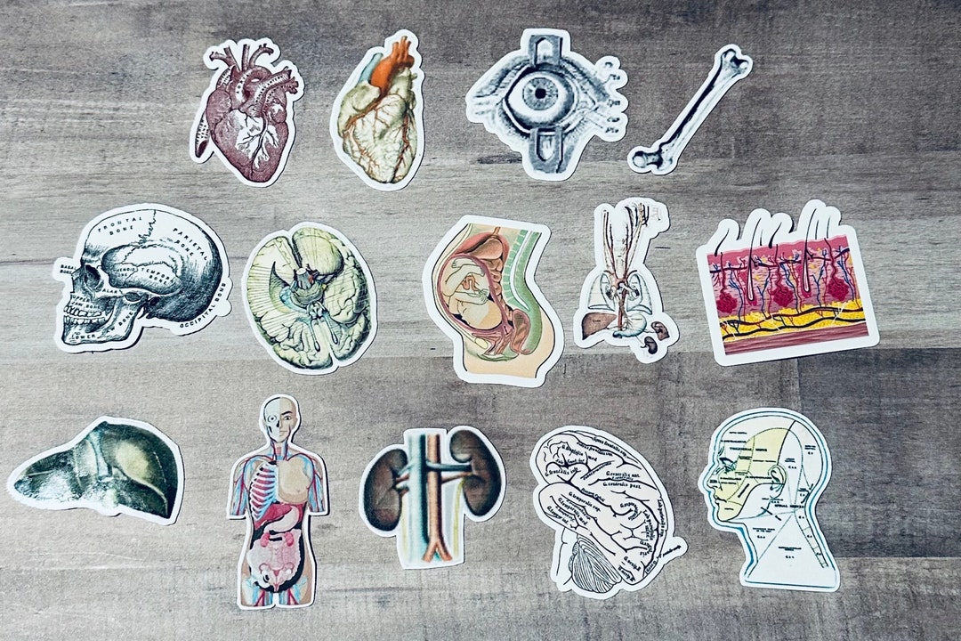 Vintage Anatomy Sticker Set / Anatomy Study Guide Material - Etsy