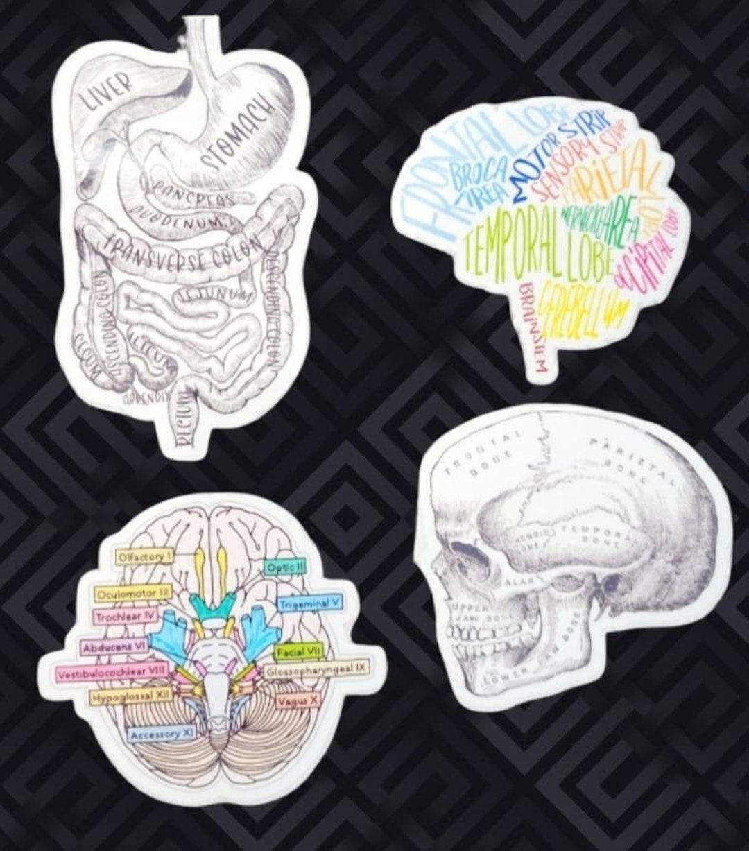 Anatomical Sticker / Anatomy Study Guide Vinyl Stickers - Etsy