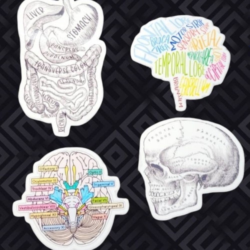 Nursing Medical Stickers/anatomy Sticker / Student Nurse or - Etsy