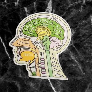 BRAIN Anatomy Sticker / Anatomical Stickers/ Medical Nursing - Etsy